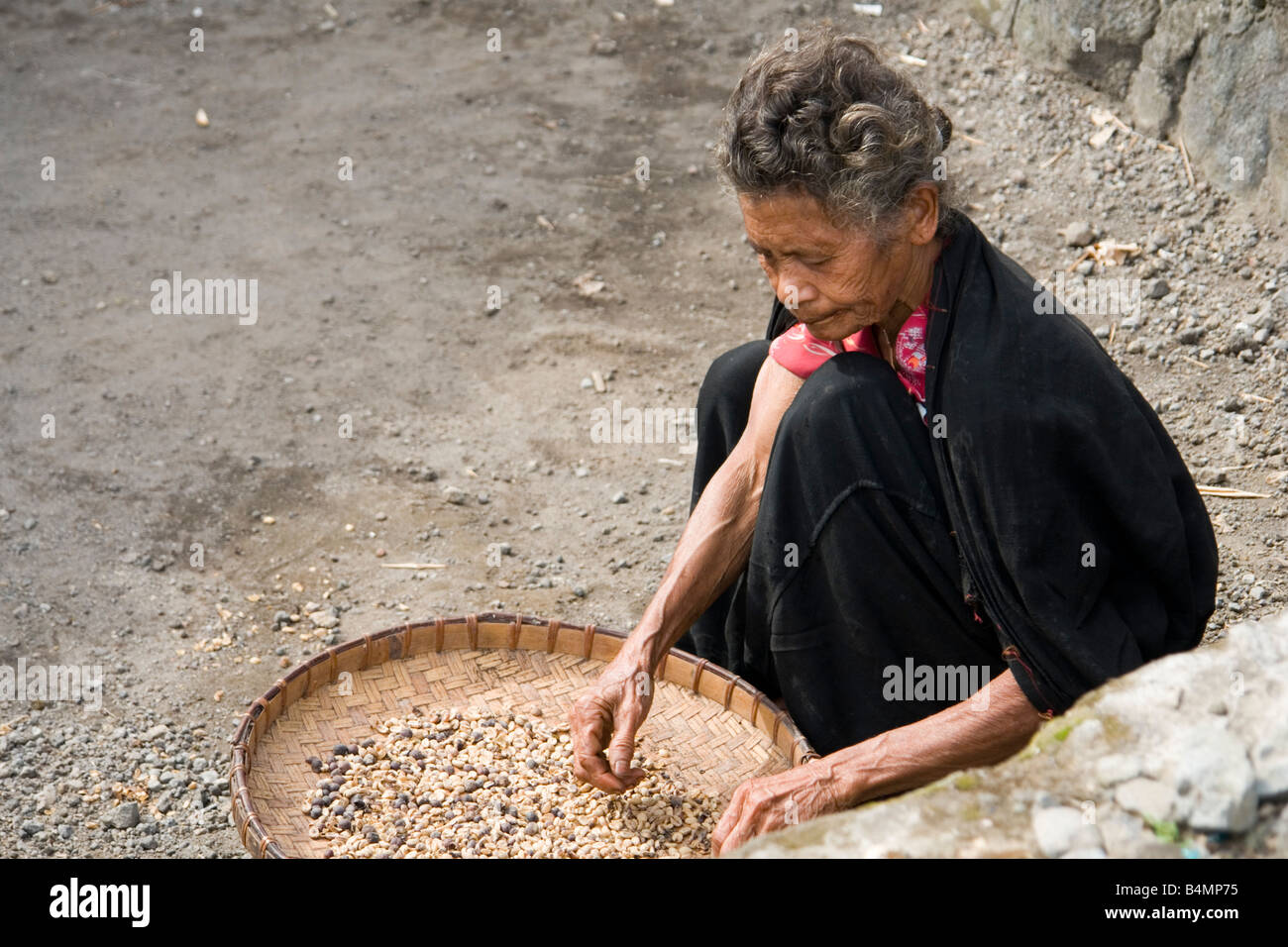 An old inhabitant of Bena sorting her coffee beans (Flores-Indonesia ...