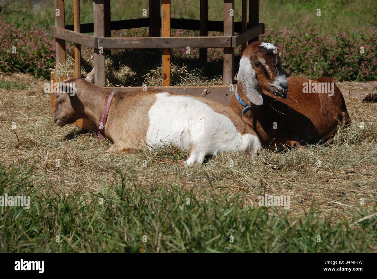 Billies hi-res stock photography and images - Alamy