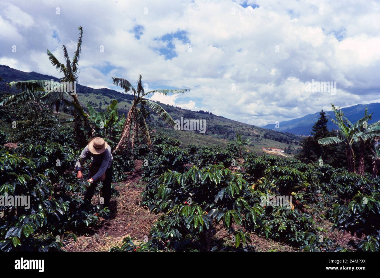 Coffee worker columbia hi-res stock photography and images - Alamy