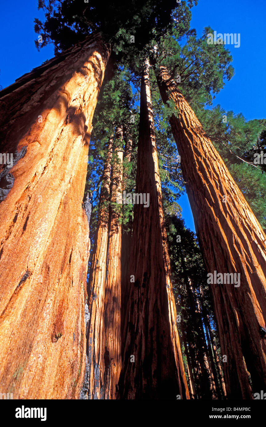 Giant Sequoias Sequoiadendron giganteum in the Giant Forest Sequoia National Park California ...