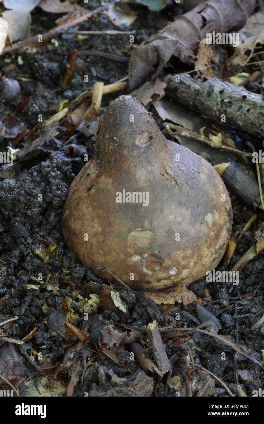 Common Earthstar bulb - Geastrum triplex Stock Photo - Alamy