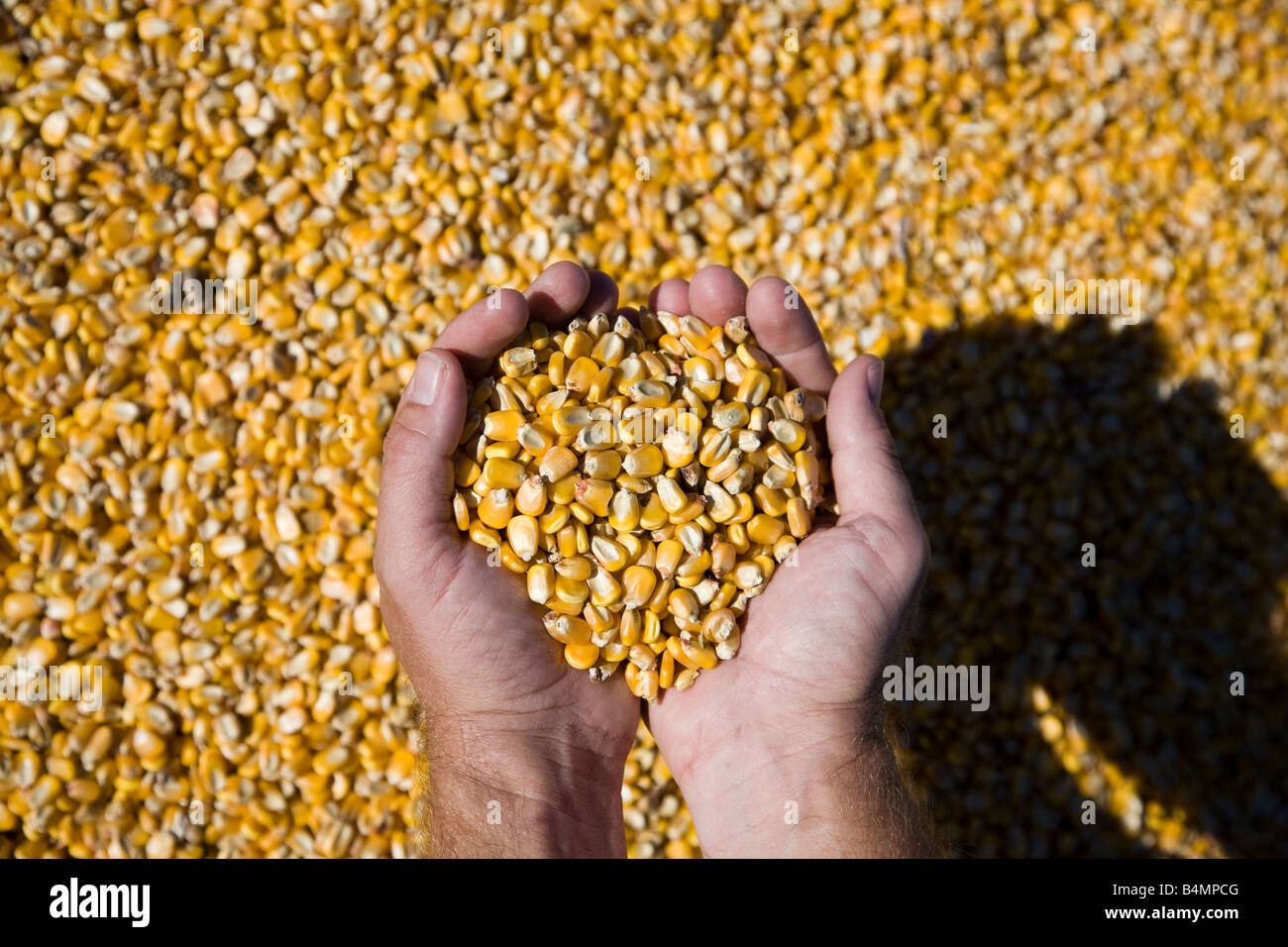 Male hands holding corn kernels Stock Photo - Alamy