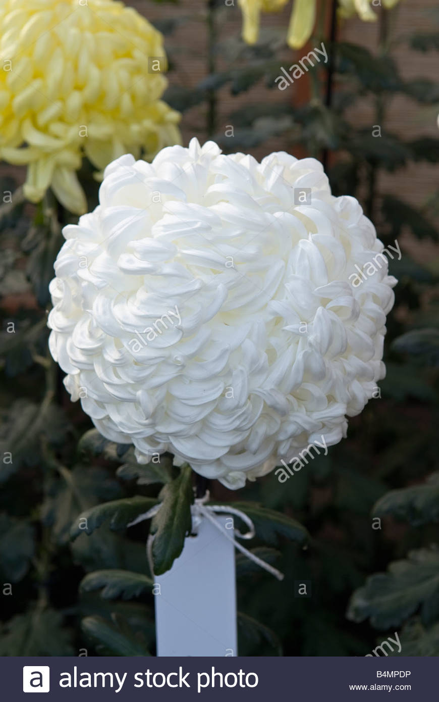 Chrysanthemum Stock Photos & Chrysanthemum Stock Images - Alamy