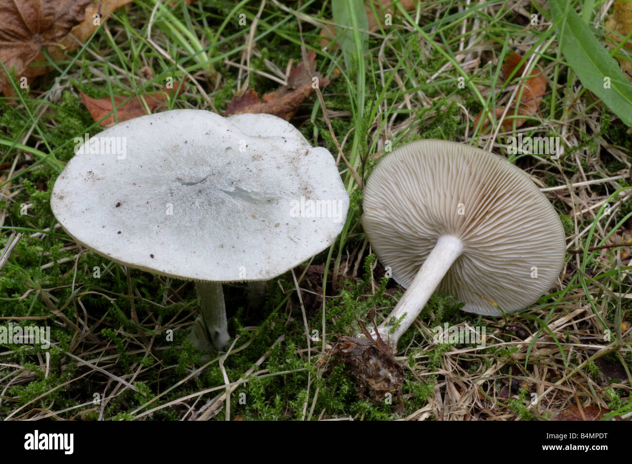 Aniseed Funnel - Clitocybe odora Stock Photo - Alamy