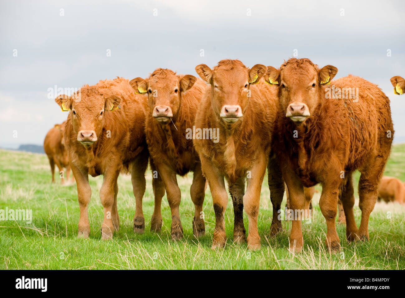 Beef suckler cows in field hi-res stock photography and images - Alamy