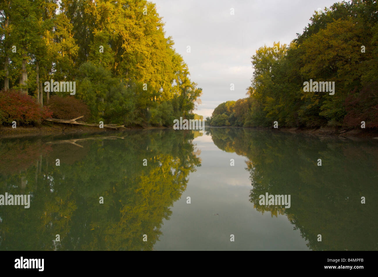 Trees on the river, Germany Stock Photo - Alamy