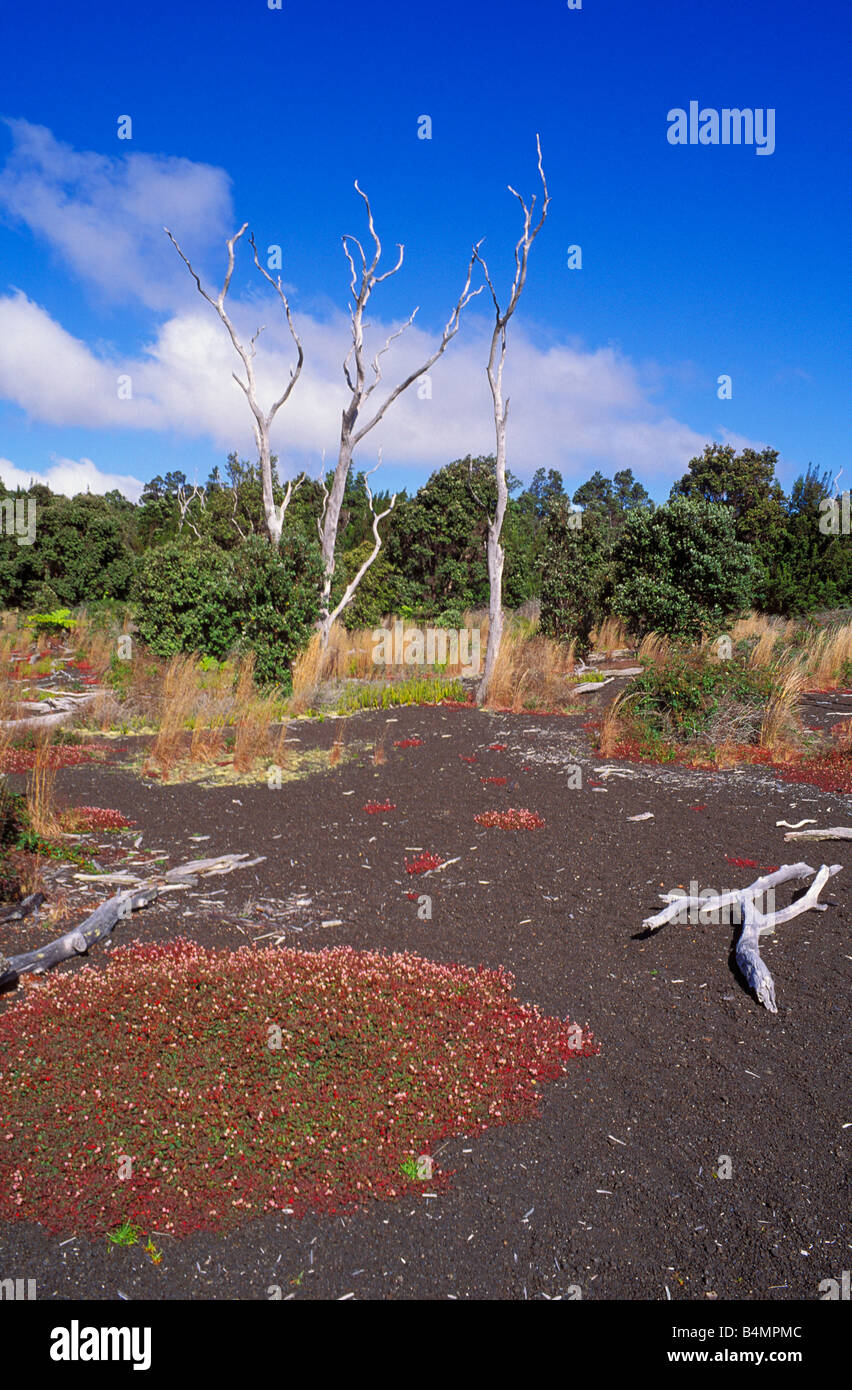 Dead trees and new vegetation along the Devastation Trail Hawaii ...
