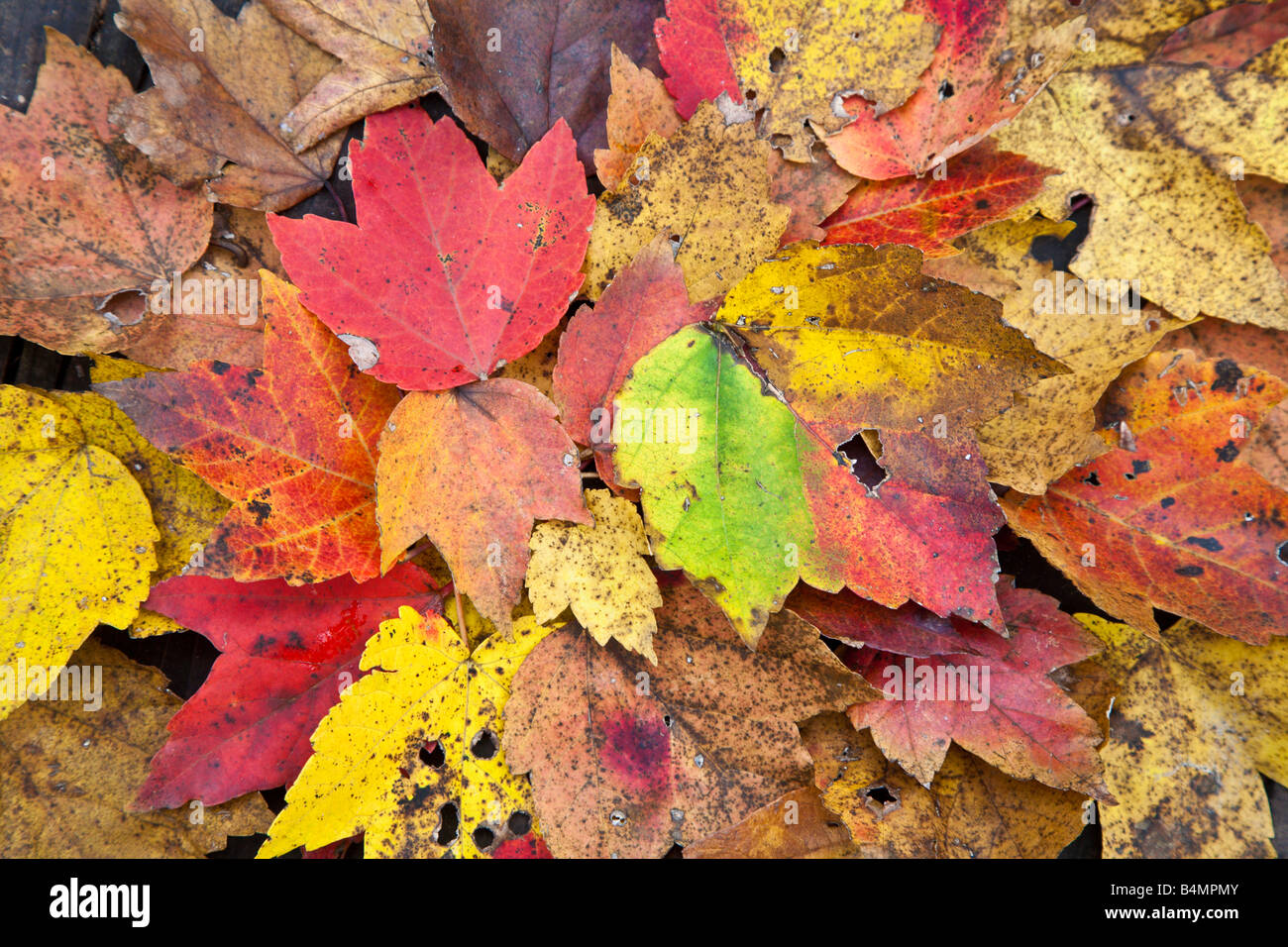 Fall colors in variety of leaves during Autumn Stock Photo - Alamy