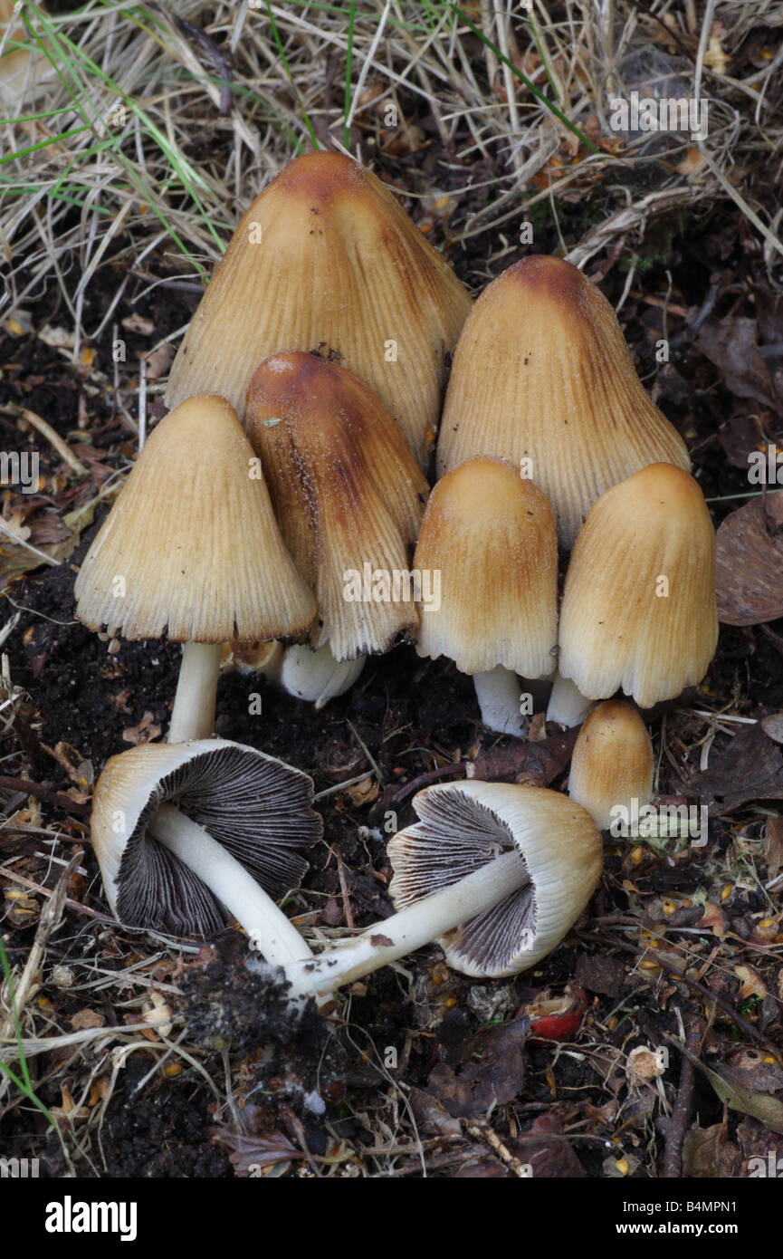 Saccharinus hi-res stock photography and images - Alamy