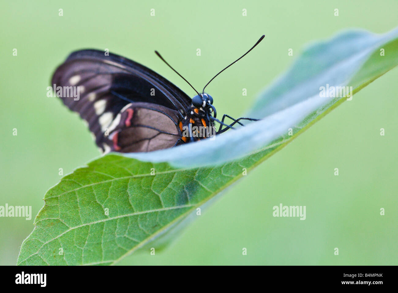 Battus polydamas hi-res stock photography and images - Alamy
