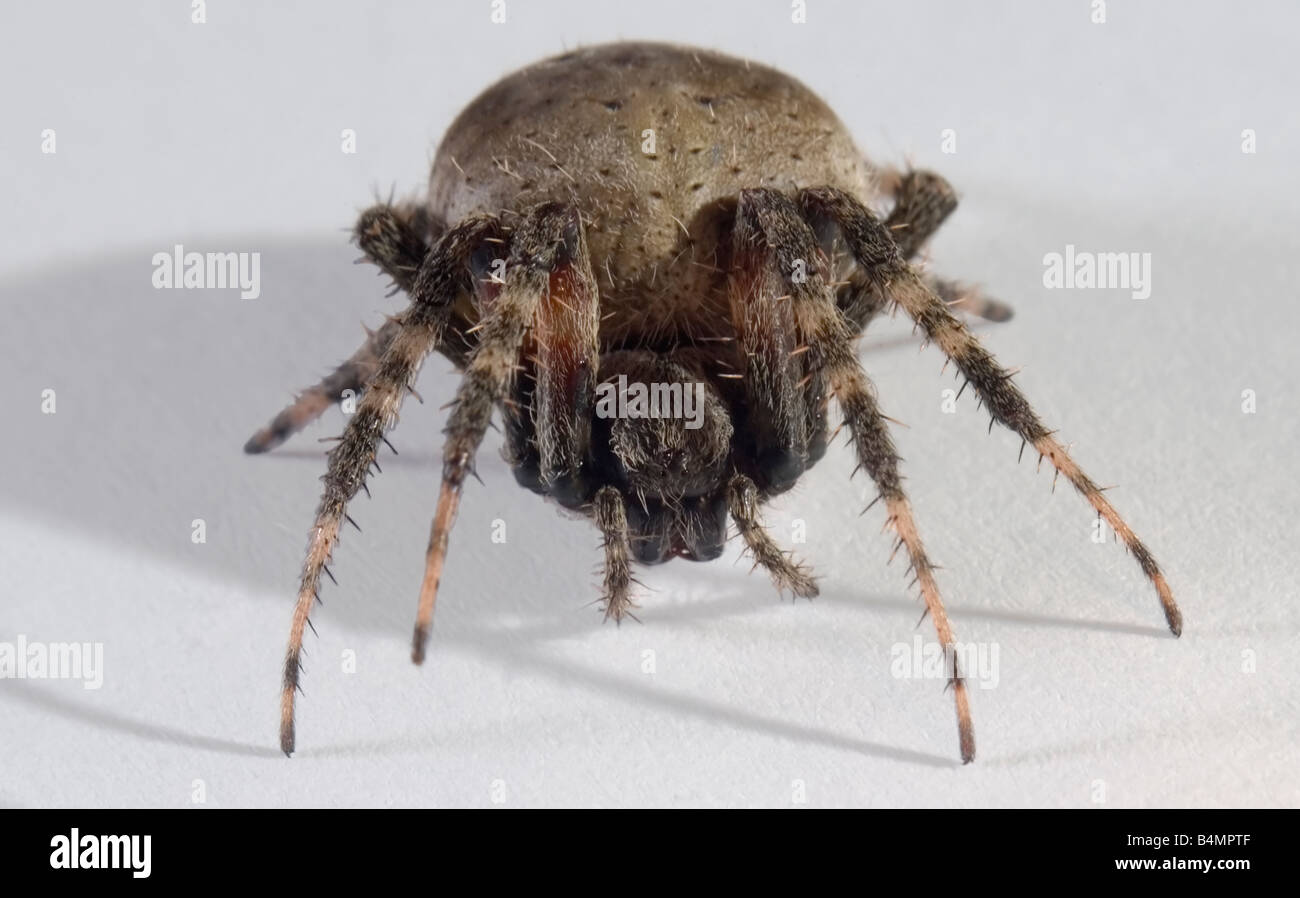 Spider Legs Shadow Macro High Resolution Stock Photography and Images ...