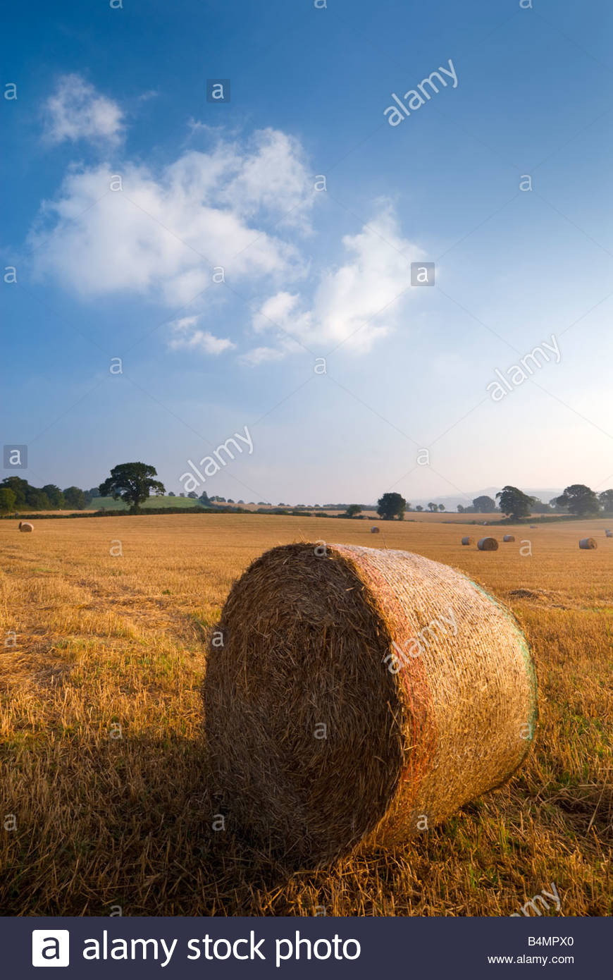 Hay And High Resolution Stock Photography and Images - Alamy