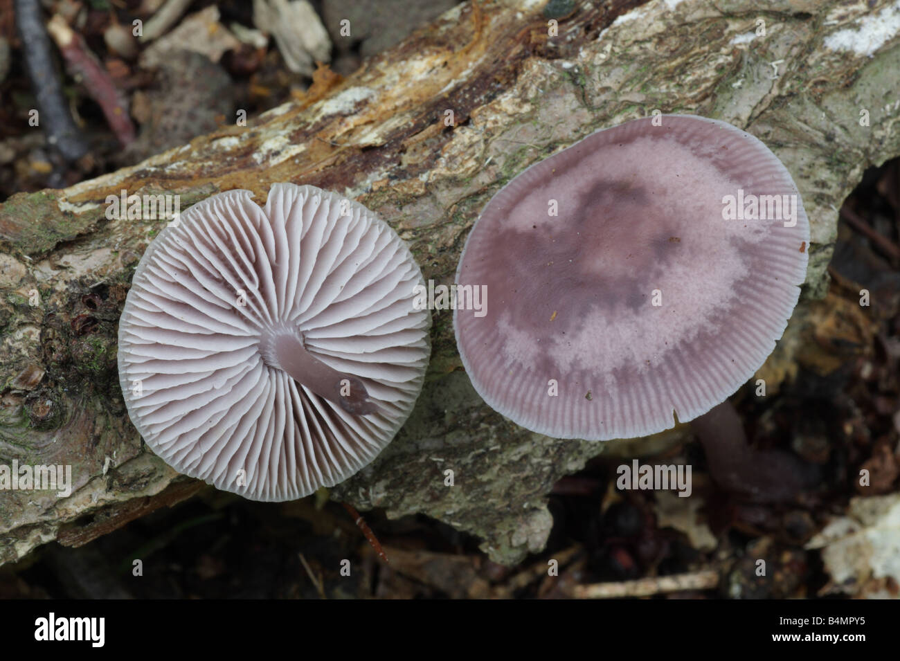 Lilac Bonnet - Mycena pura Stock Photo - Alamy