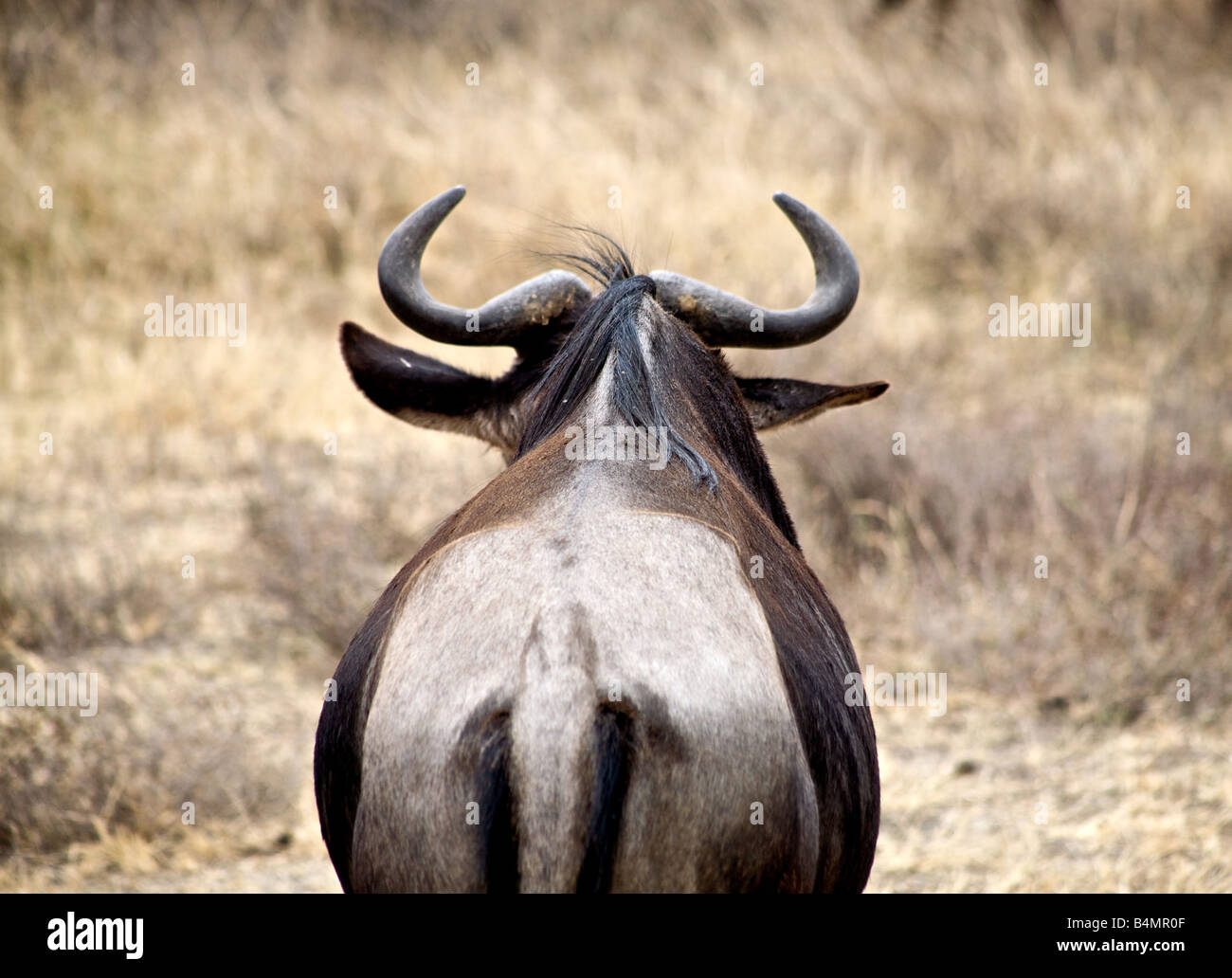 Single Wildebeest Africa Tanzania Stock Photo - Alamy