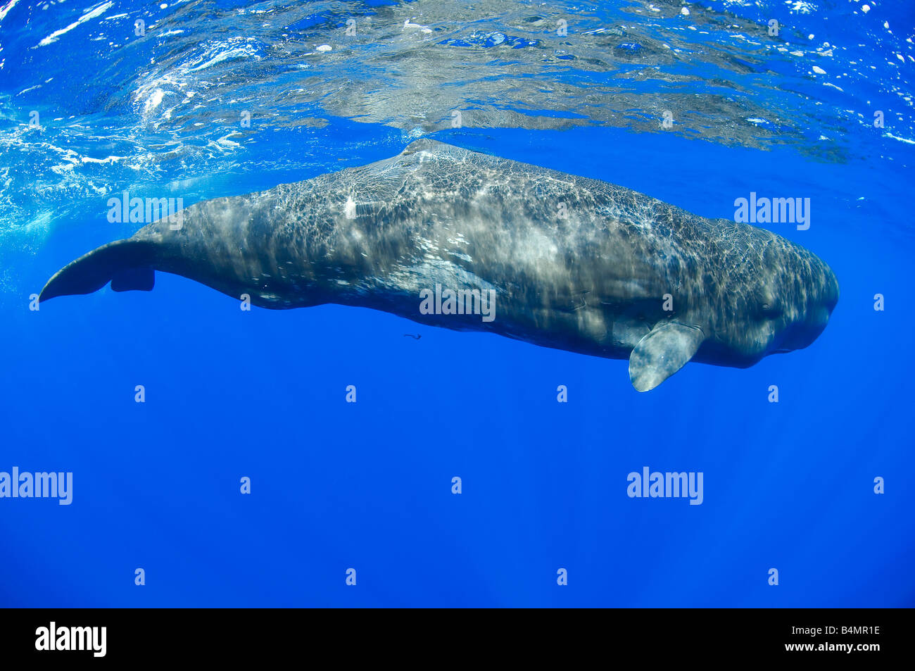 juvenile sperm whale calf underwater, sperm whale underwater, Physeter ...