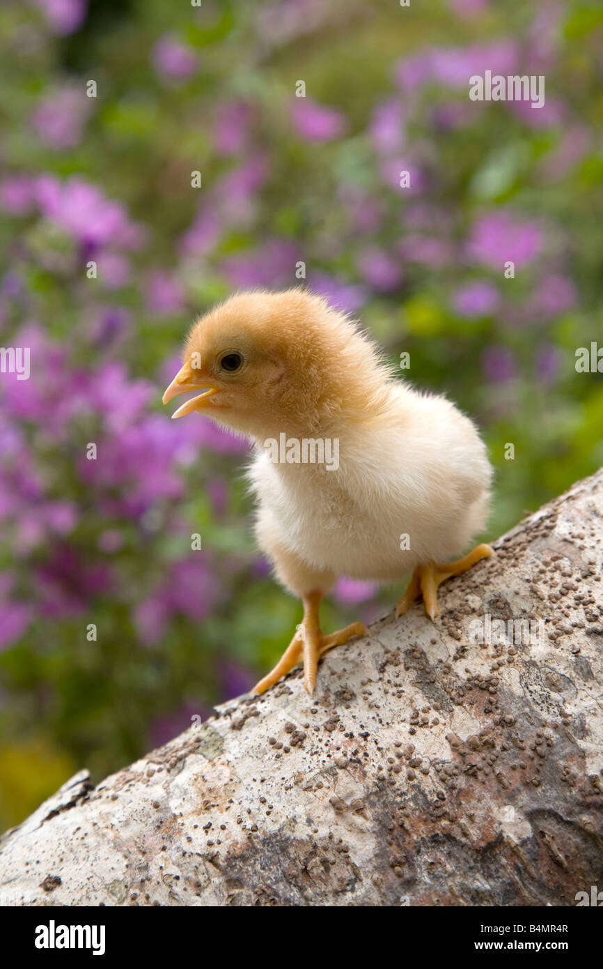 Juvenile Project Chicks