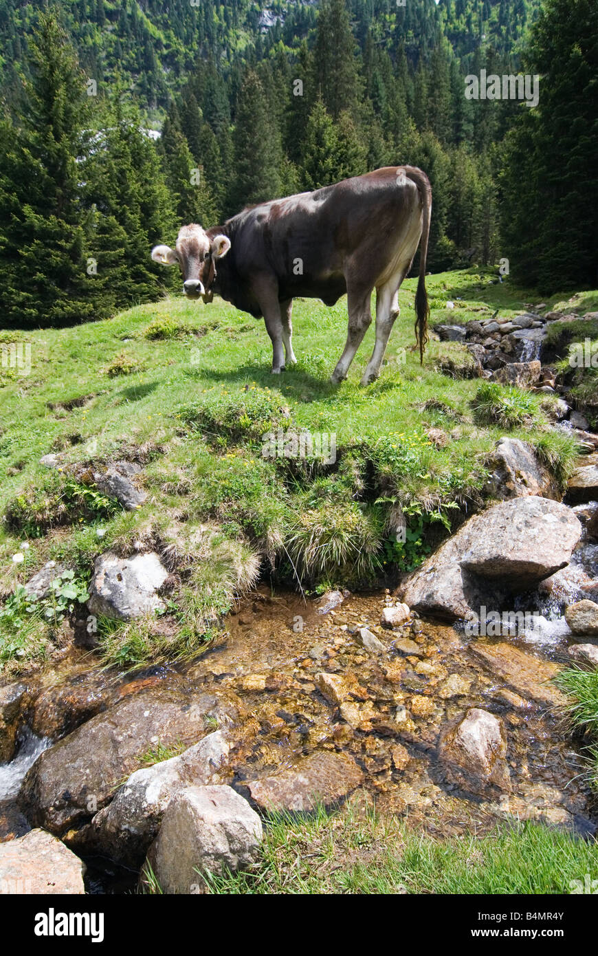 Cow near Grawa Waterfall in Stubaital Valley Tyrol Austria Stock Photo ...