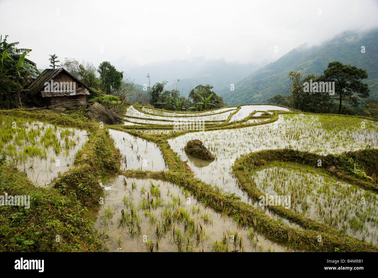 Rice terraces, Lao Chai village; Sapa, Vietnam Stock Photo - Alamy