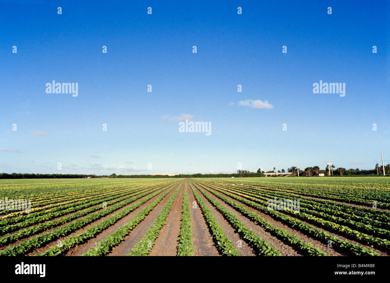 Crops in field, Florida Stock Photo - Alamy