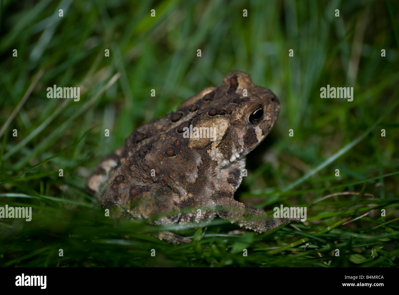 Toad in grass hi-res stock photography and images - Alamy