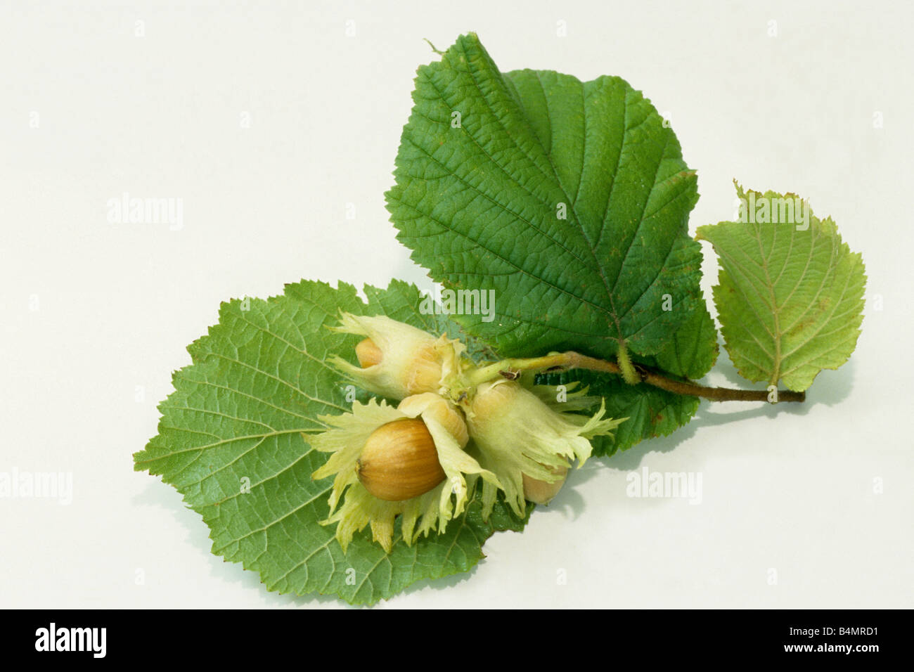 Cobnut hi-res stock photography and images - Alamy