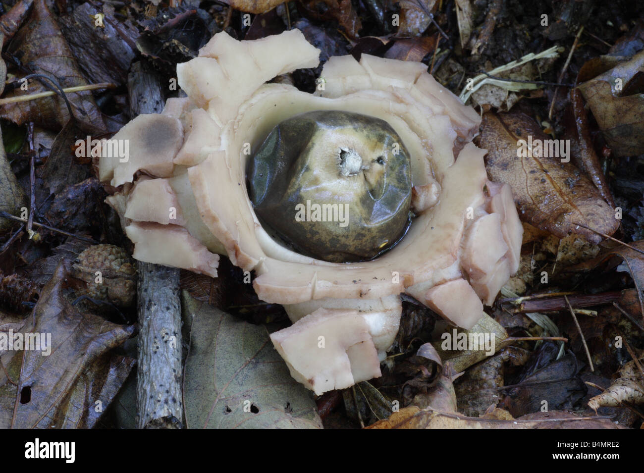 Common Earthstar - Geastrum triplex Stock Photo - Alamy