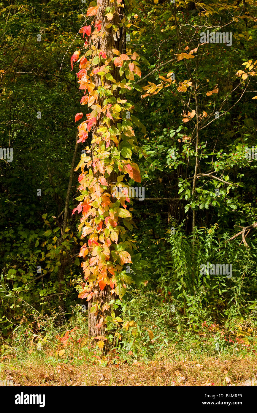A poison ivy vine turns to bright red during a New England autumn in ...