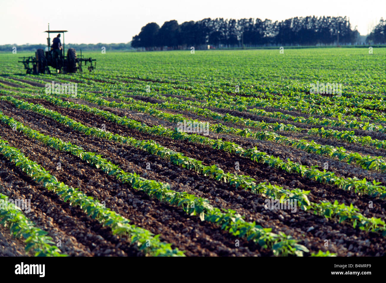Farm tractor in fields of crops, Florida Stock Photo - Alamy
