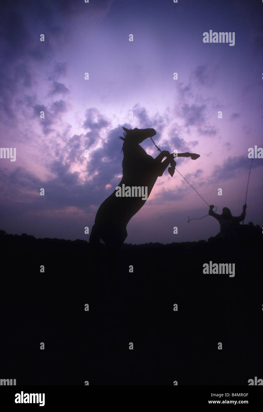 Rearing horse sunset hi-res stock photography and images - Alamy