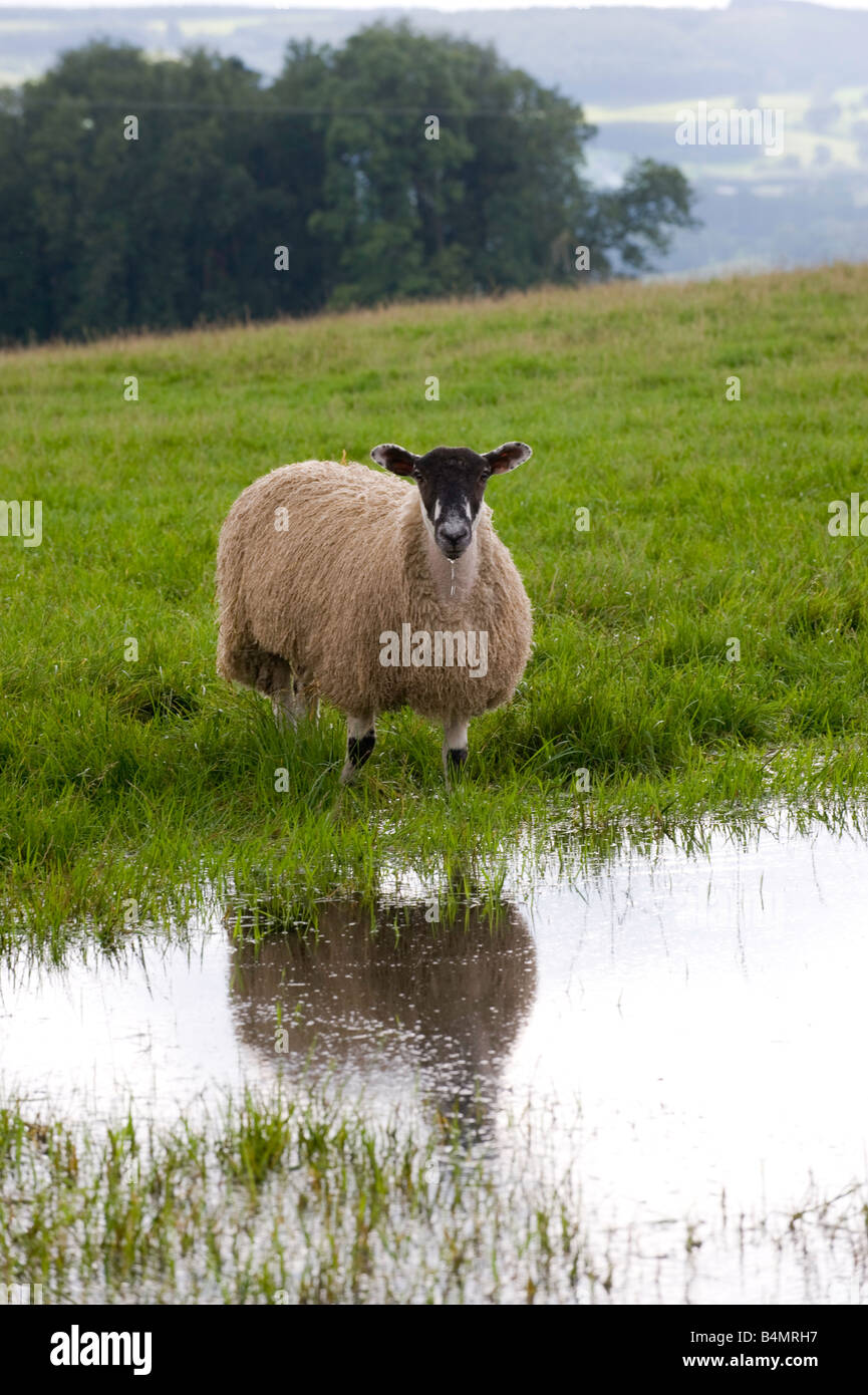 Mule lamb drinking from puddle in field Bedale North Yorkshire Stock ...