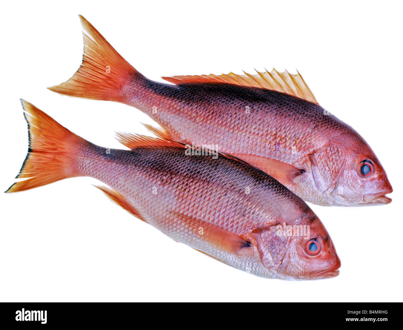 Animals fish fishes hi-res stock photography and images - Alamy