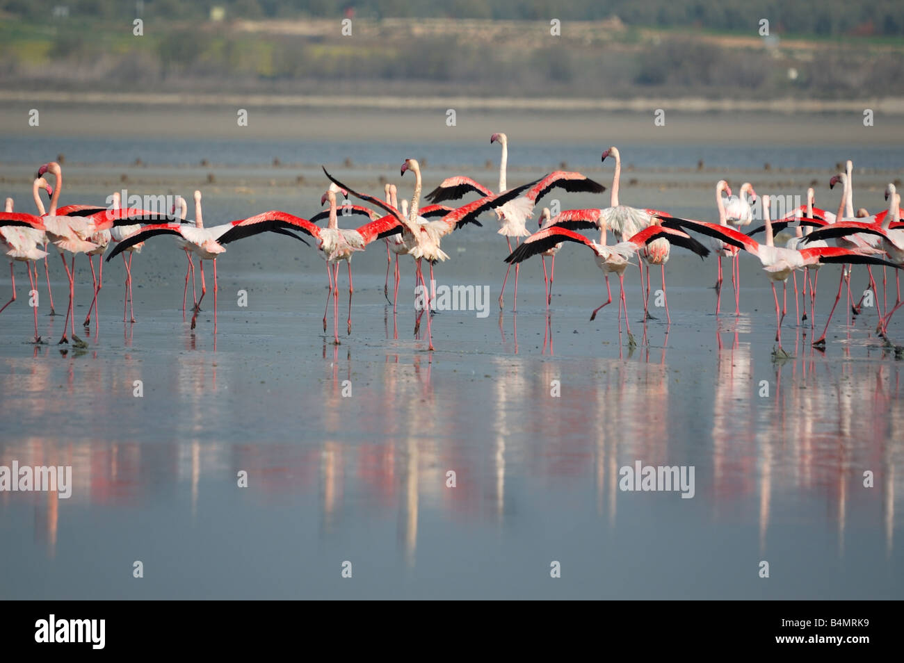 a picture of a several flamingos Stock Photo - Alamy