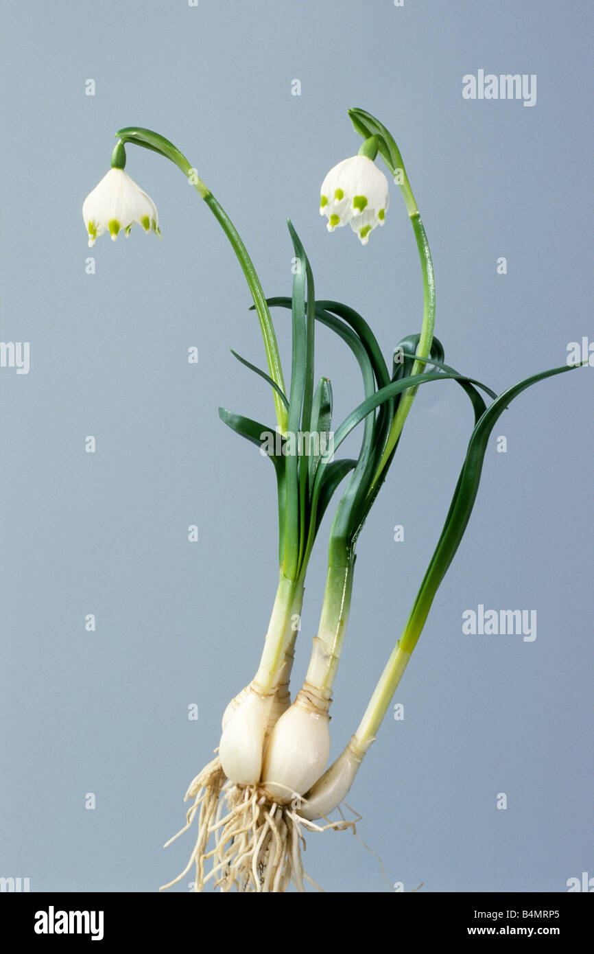 Spring Snowflake (Leucojum vernum), flowering plants with bulb and ...