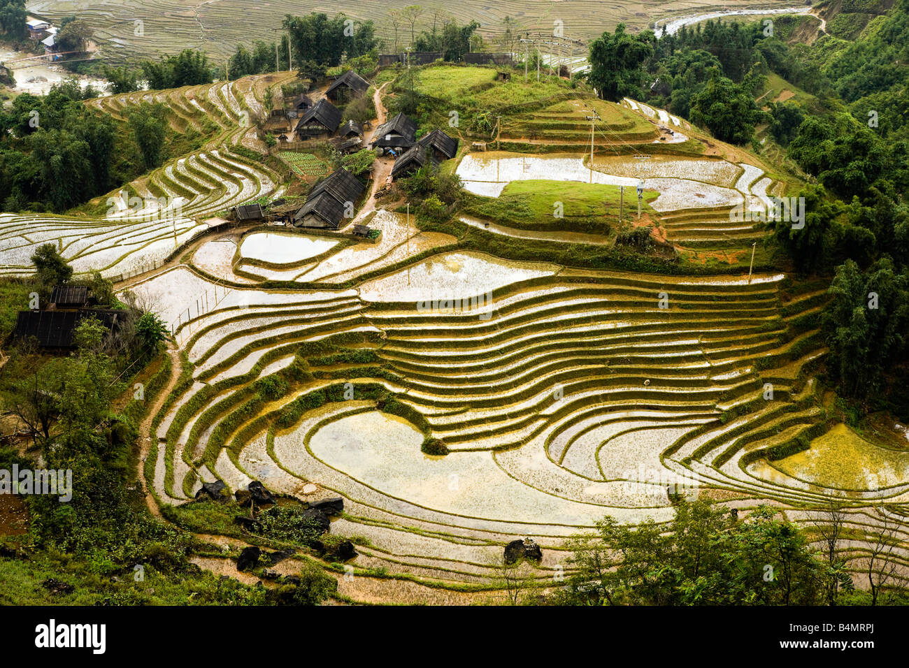 Rice terraces, Lao Chai village; Sapa, Vietnam Stock Photo - Alamy
