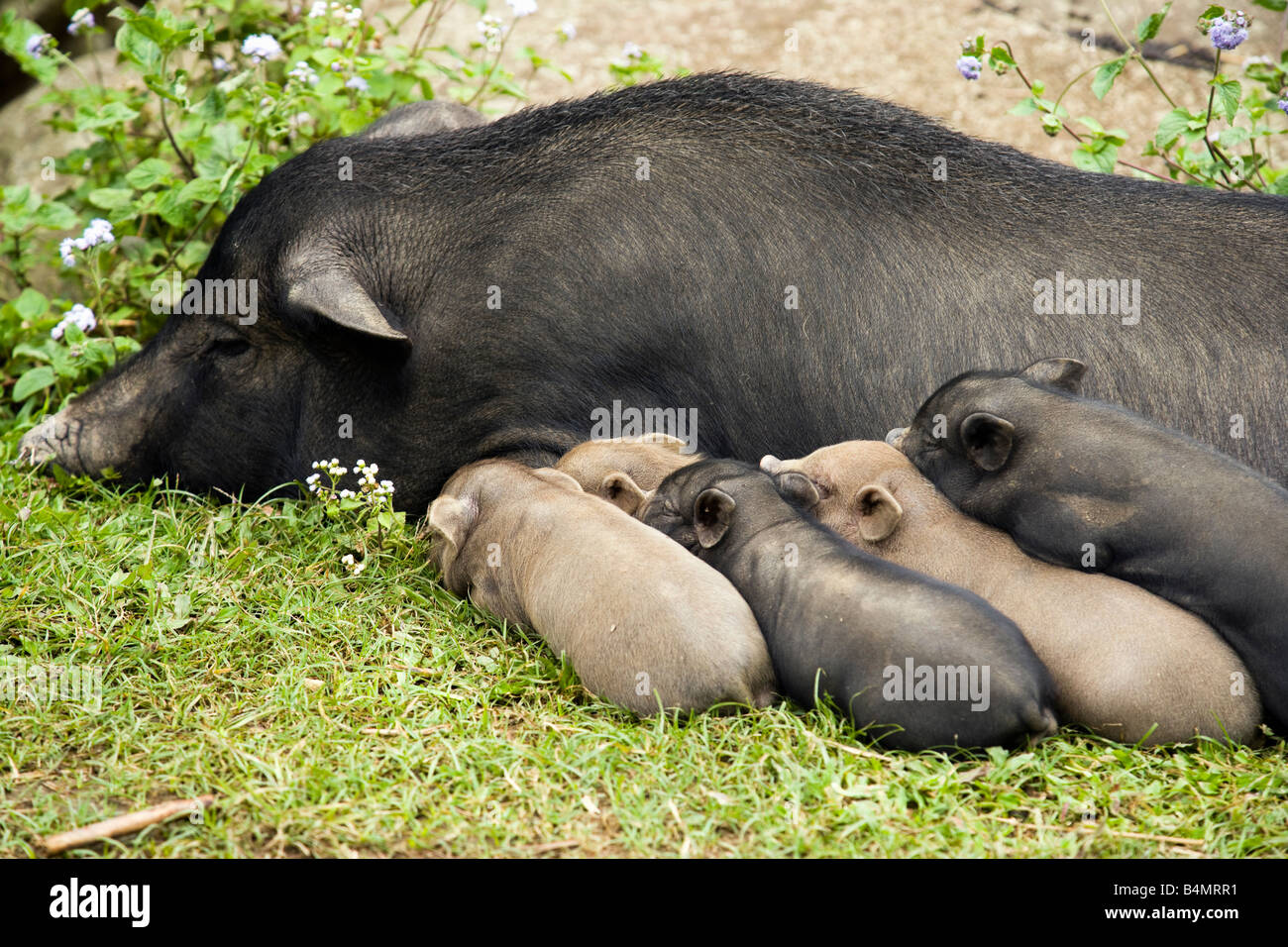 Vietnamese piglets hi-res stock photography and images - Alamy