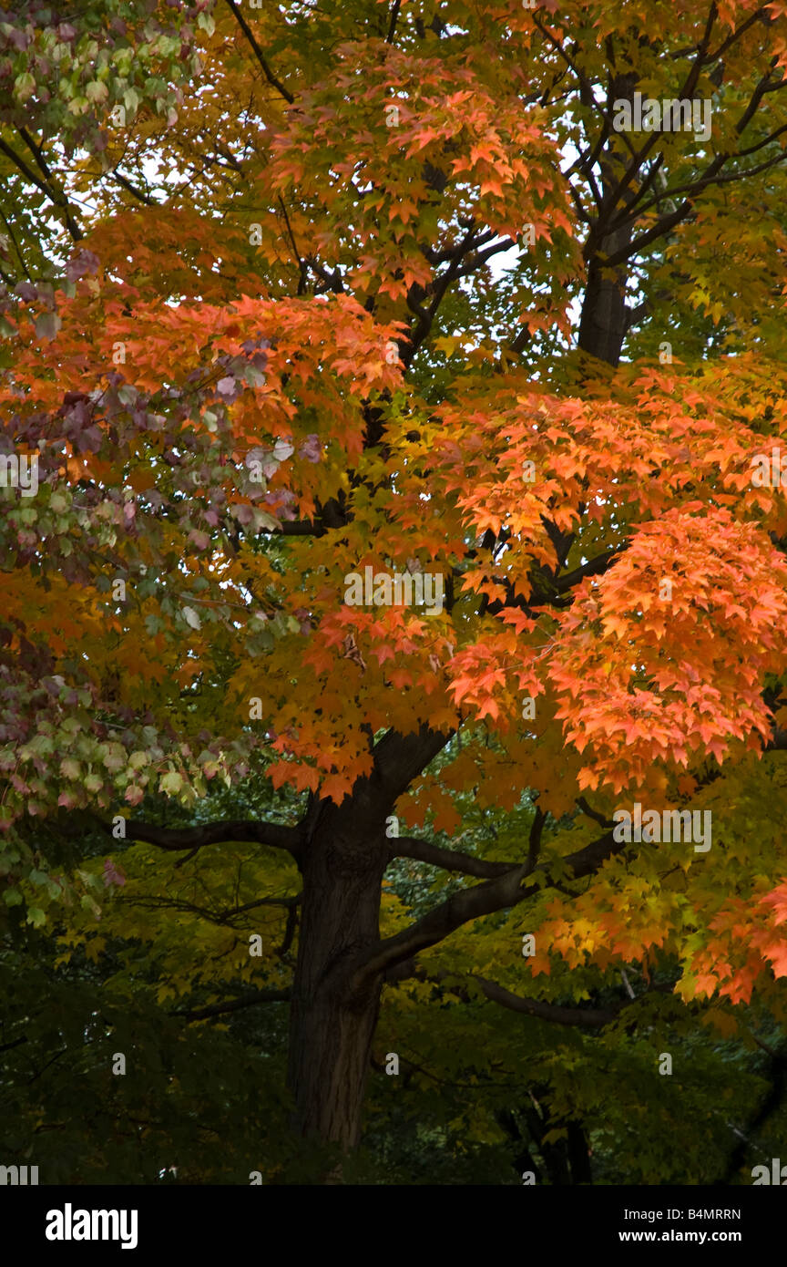 Maple tree with fall foliage Stock Photo - Alamy