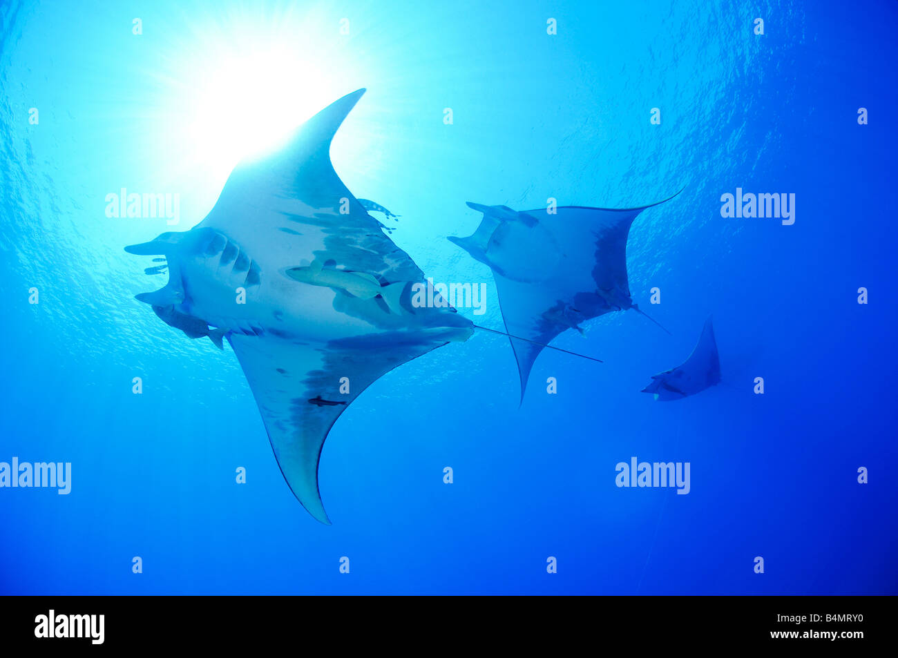 Devil Fish Ray