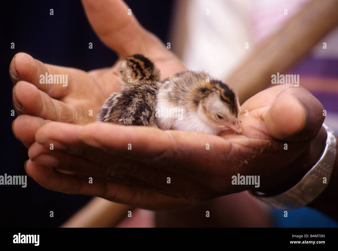 Guinea fowl chicks hi-res stock photography and images - Alamy