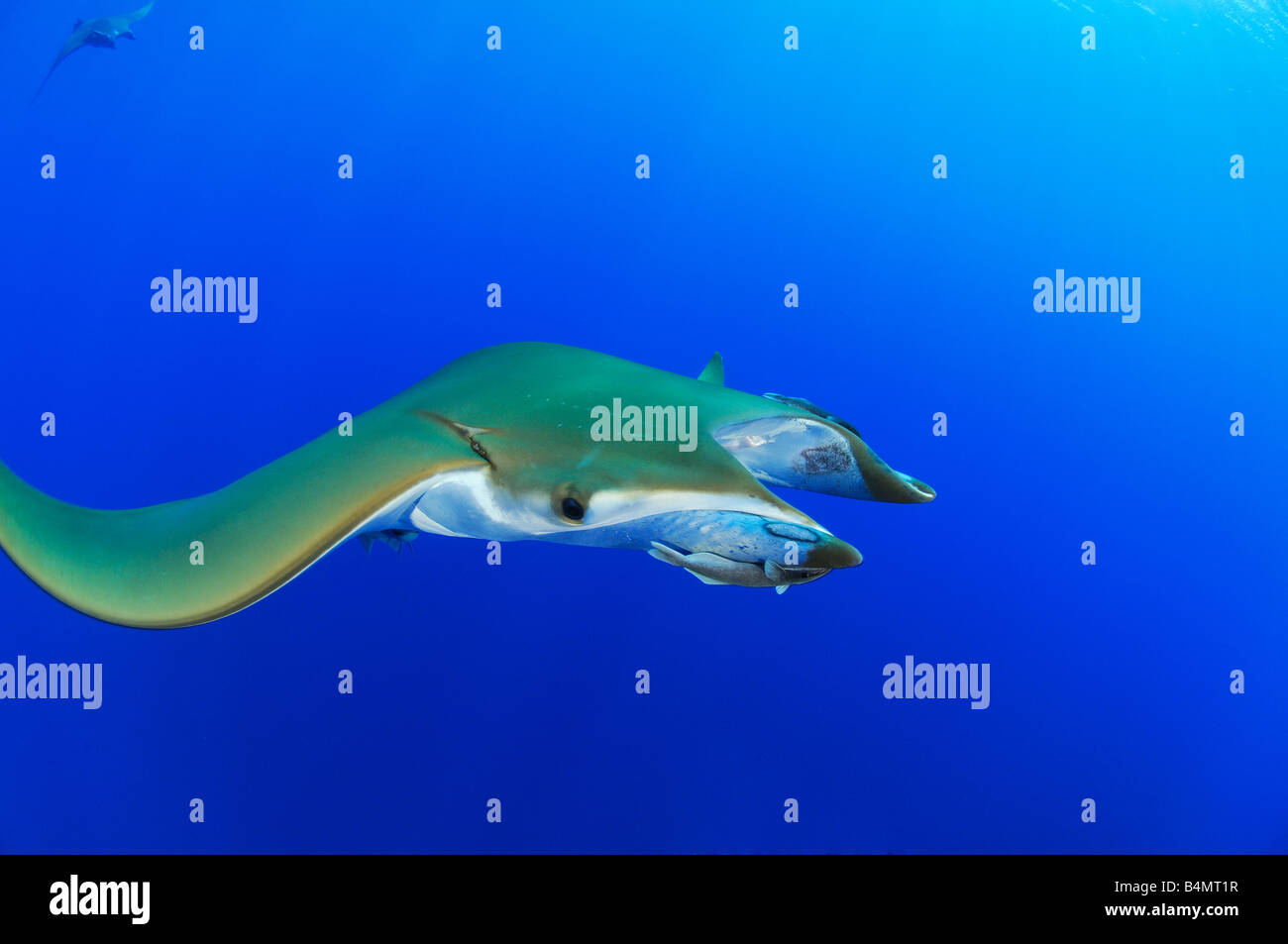 Devil ray Devil fish Manta, Mobula tarapacana, Azores Stock Photo - Alamy