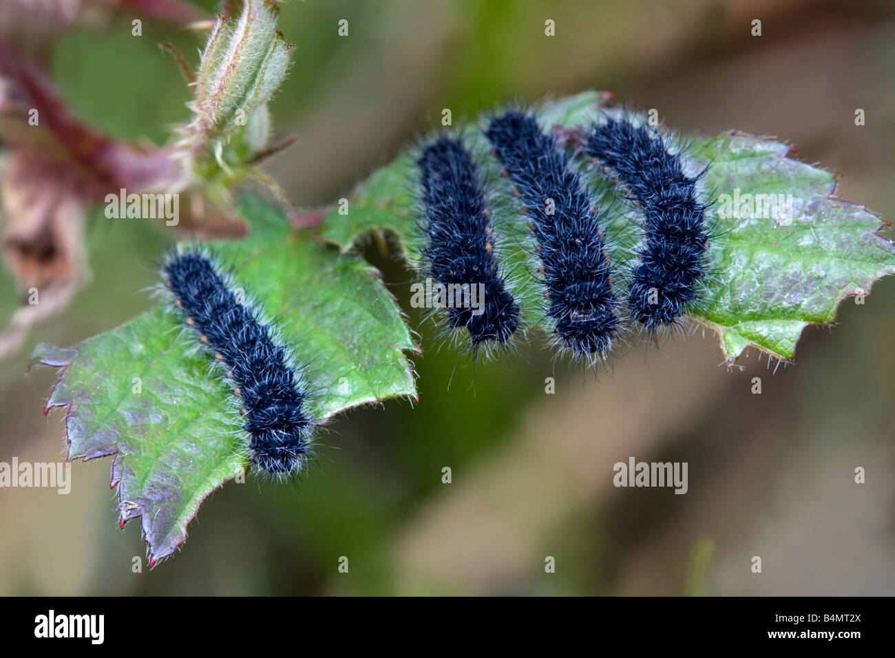 marsh fritillary caterpillars Euphydryas aurinia Stock Photo - Alamy