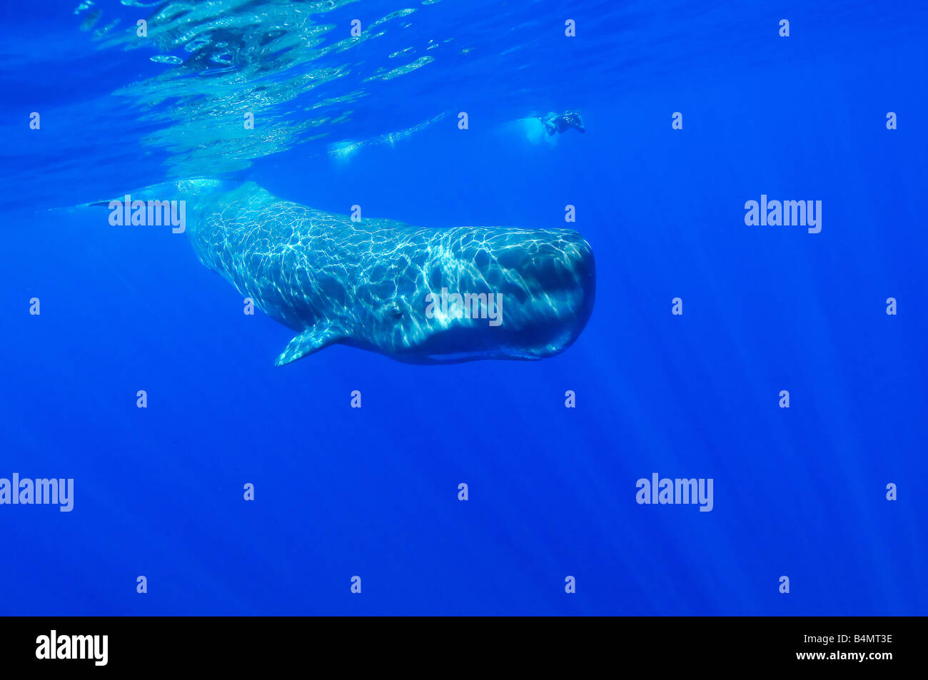 Physeter catodon, Physeter macrocephalus, sperm whale underwater with ...