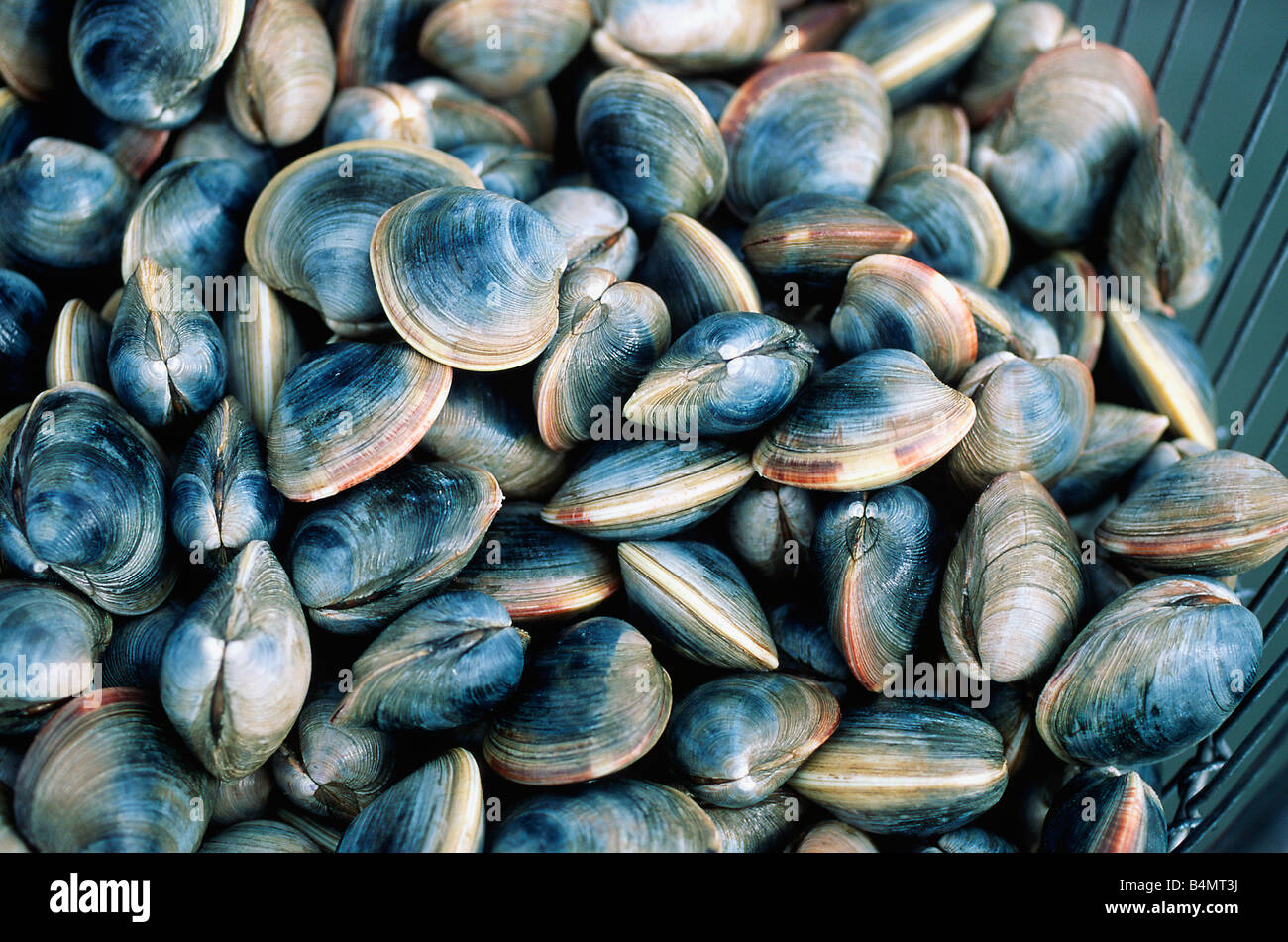 Little neck clams farm raised in the Chesapeake bay in Virginia Stock ...