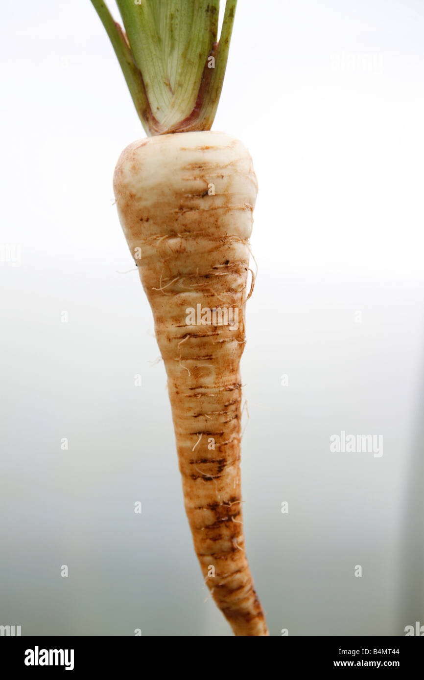 a freshly pulled parsnip Stock Photo - Alamy