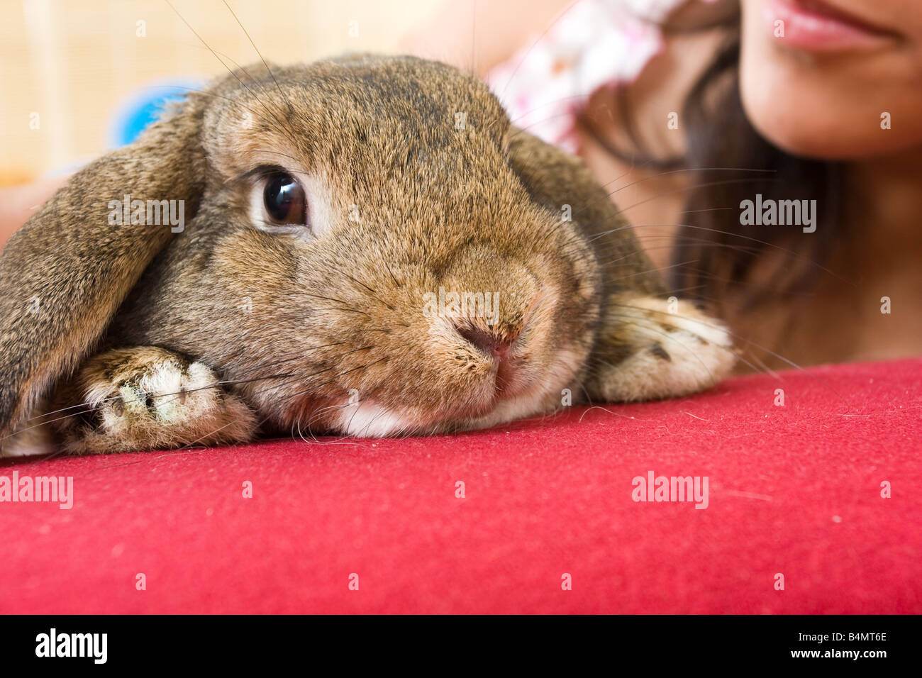 child with a cute loving rabbit Stock Photo - Alamy