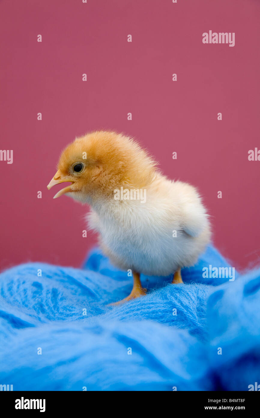 young chick with balls of wool Stock Photo - Alamy