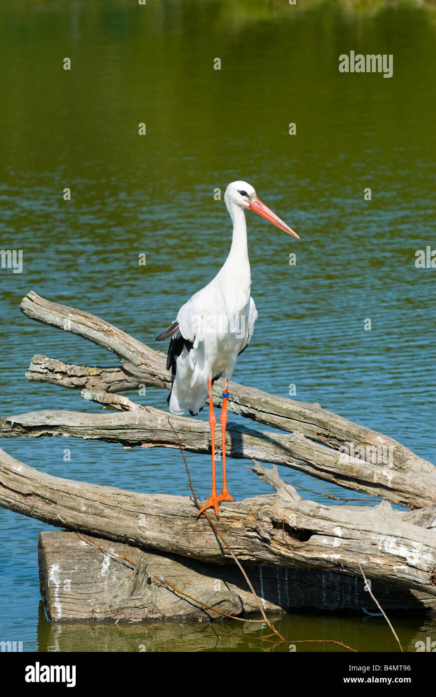 Stork - Ciconiidae - at La Haute-Touche zoo, Indre, France Stock Photo ...