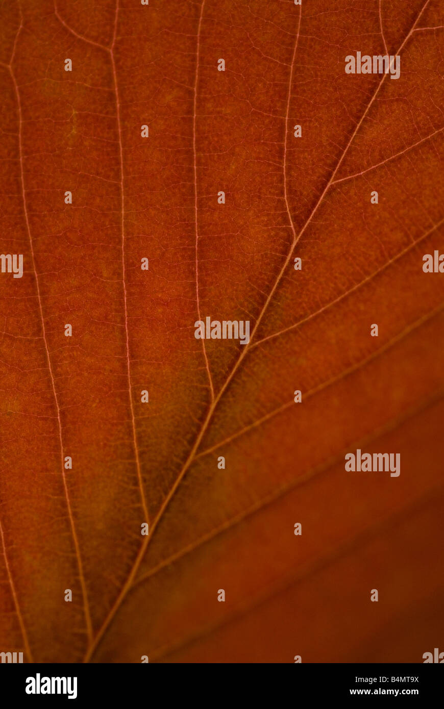 Leaf vein hi-res stock photography and images - Alamy