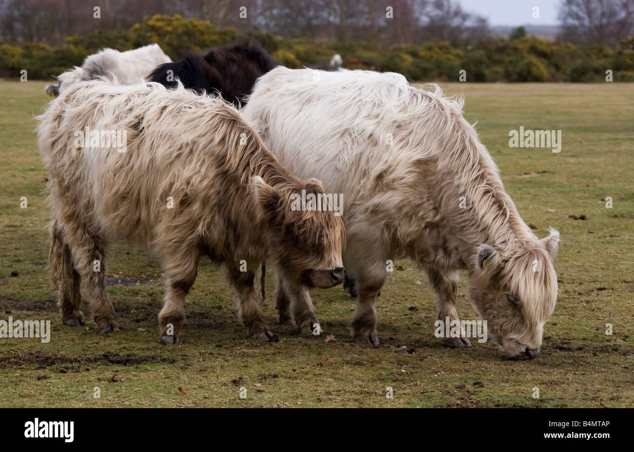 New Forest Cattle going for a walk Stock Photo - Alamy