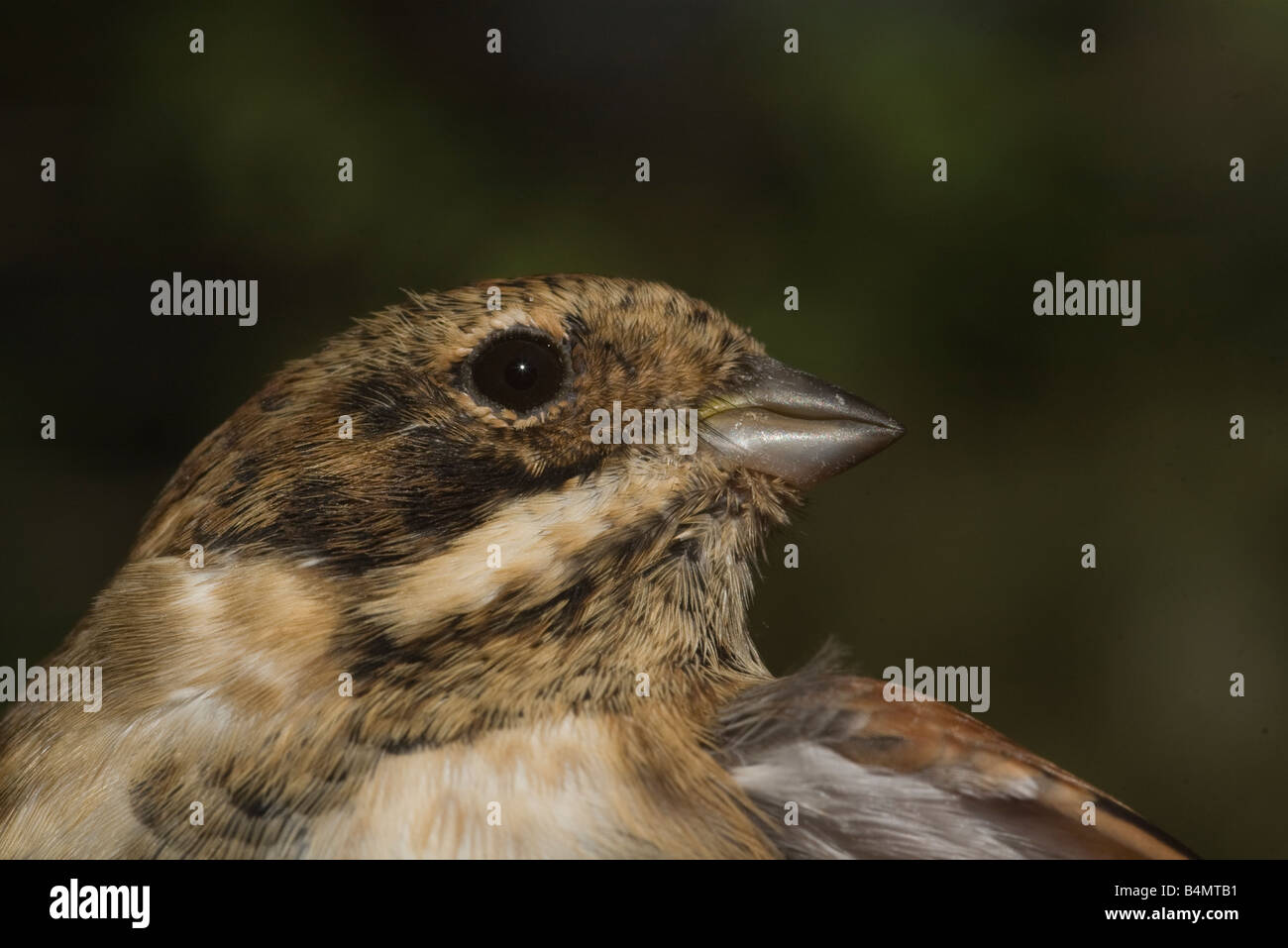 Emberiza schoeniclus Reed Bunting bird songbird Stock Photo - Alamy