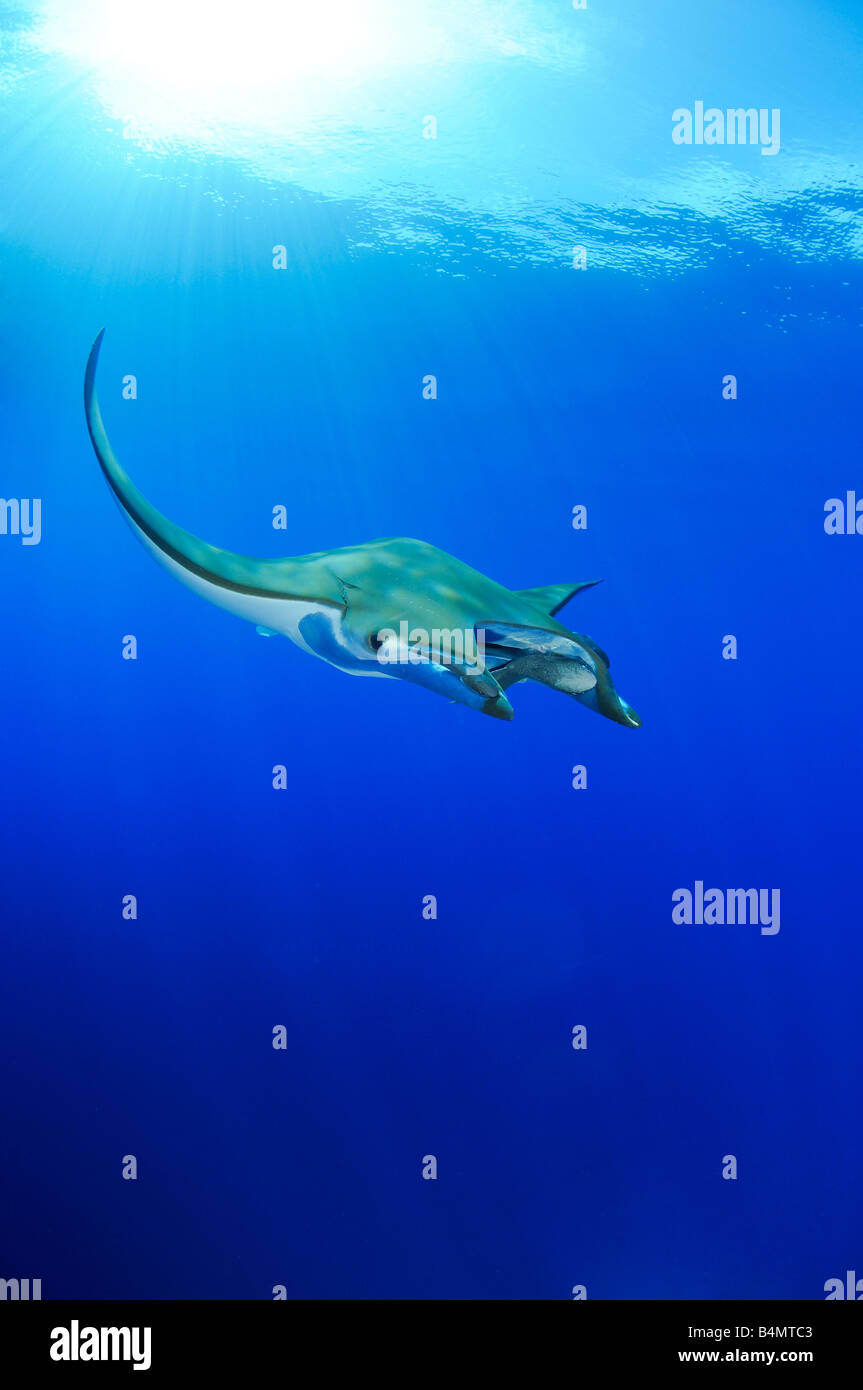 devil ray devil fish, Mobula tarapacana, Azores Stock Photo - Alamy